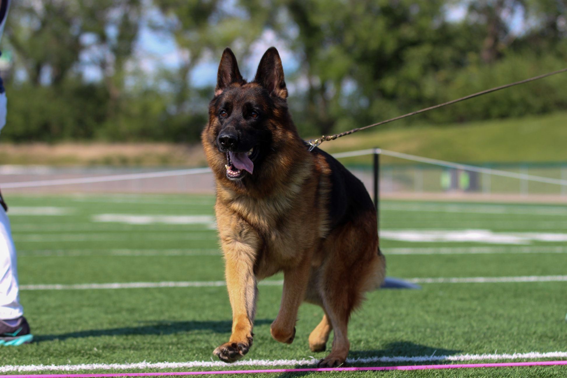 Canadian Sieger Show Results - Vollkommen German Shepherds